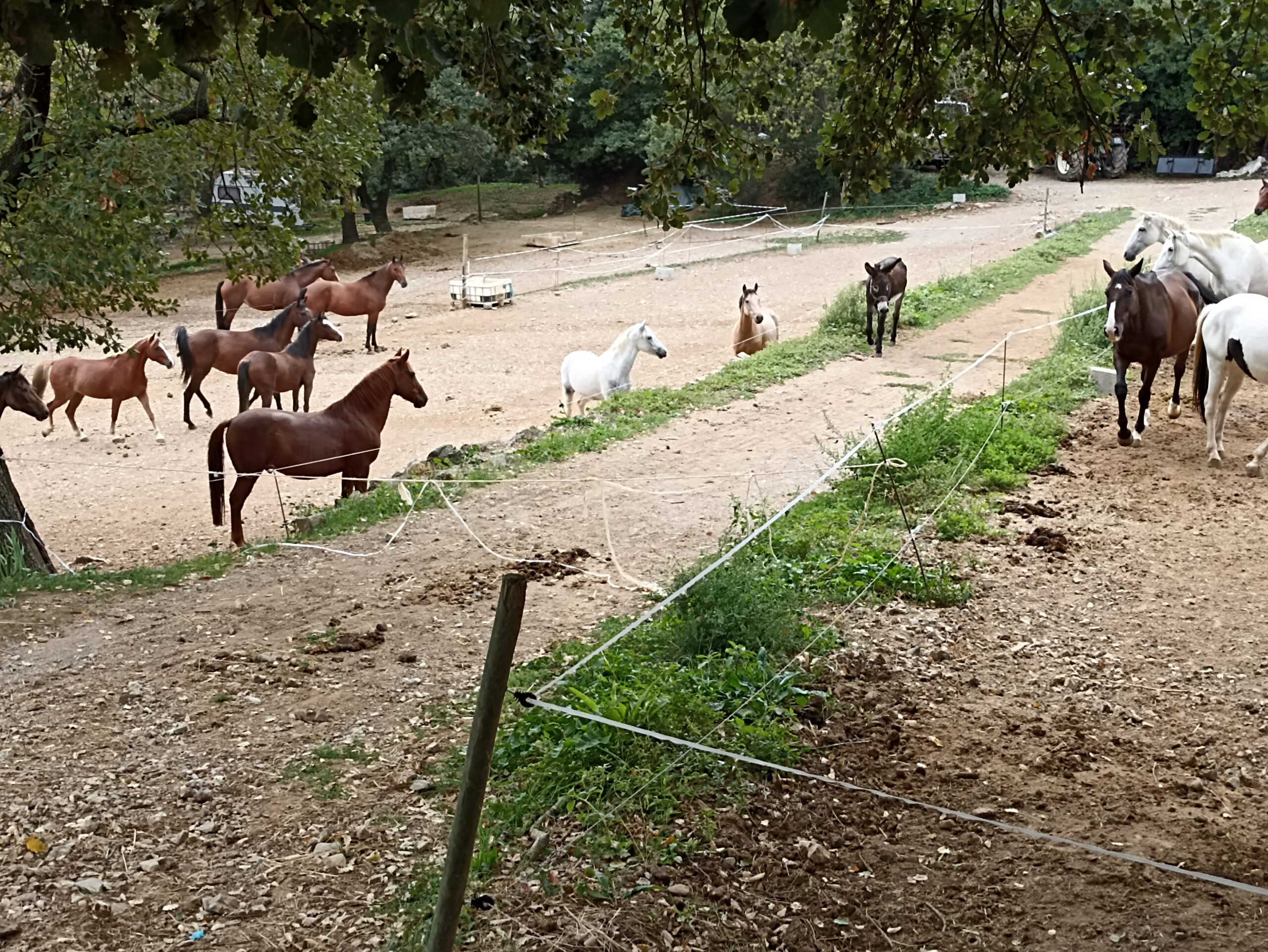 Gard encore - Stéph'Ânes